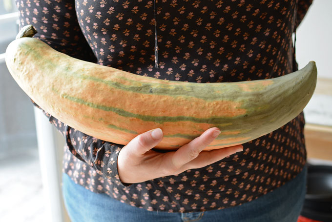 "Candied" North Georgia Candy Roaster Squash - Simple Seasonal